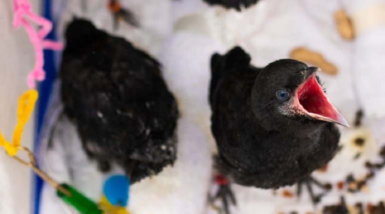 What Do Baby Crows Sound Like? - The Good Mother Project